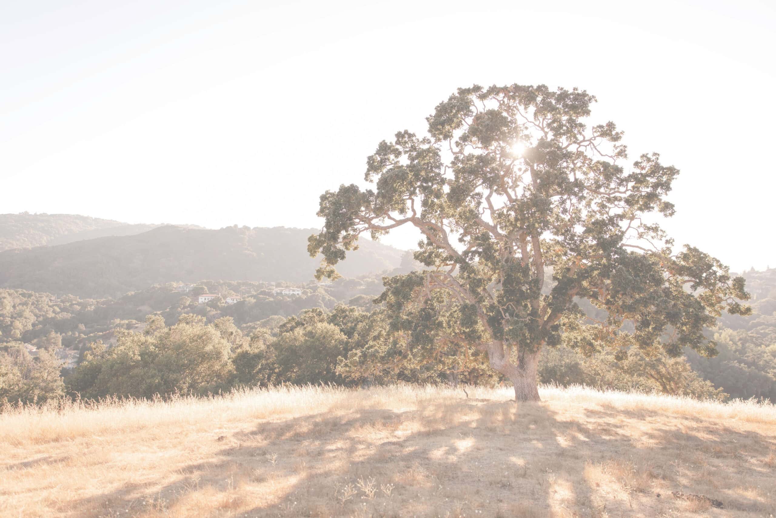 Investment Criteria - Urban Oak Capital
